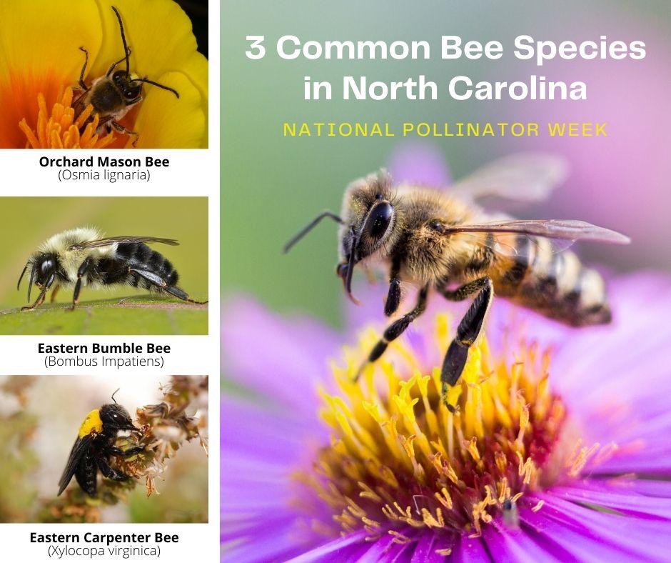 Learn About the Birds and the Bees (and Other Pollinators!) - North ...