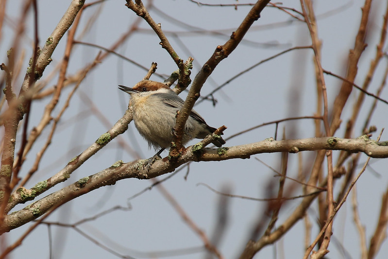 The North Carolina Piedmont and its Wildlife - North Carolina Wildlife ...