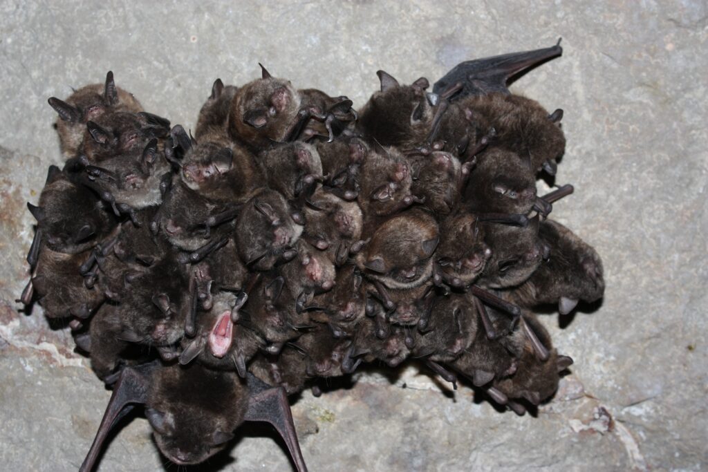 Batty about BATS - Exploring & Protecting North Carolina Bat Species ...