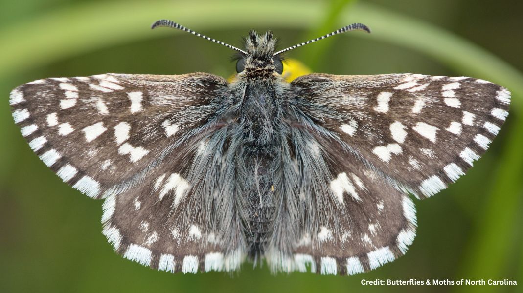 Five Pollinators from North Carolina’s list of Species of Greatest ...