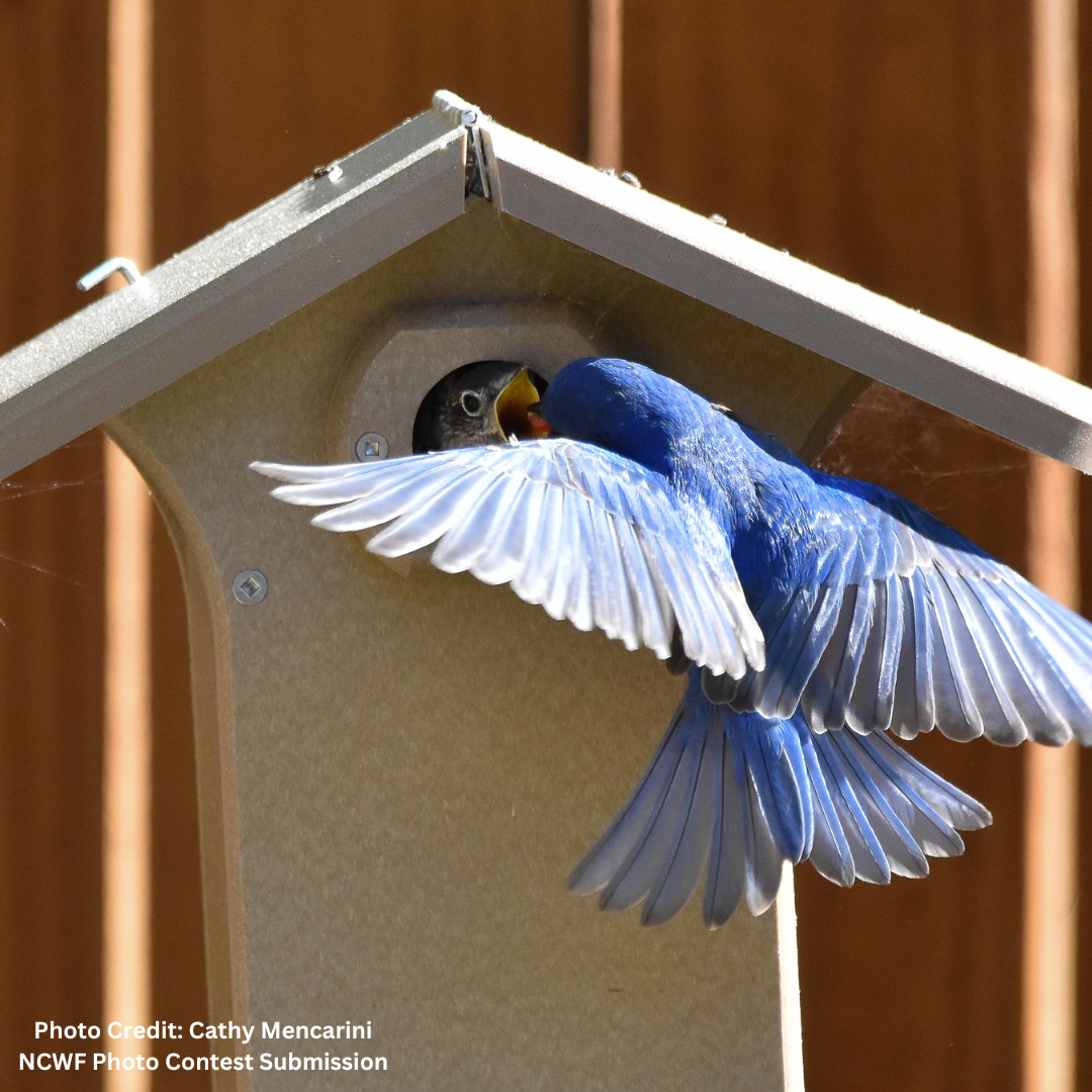 Wild Bird Essentials: How to Provide Birds with Shelter, Food, and ...