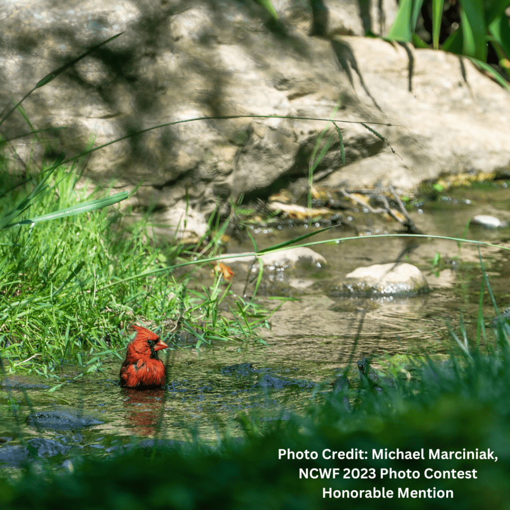 Northern Cardinals: Get To Know NC's Official and Beloved State ...