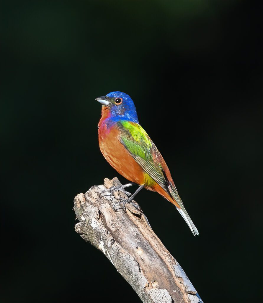 Singing in Color - Eastern Painted Buntings in North Carolina - North ...