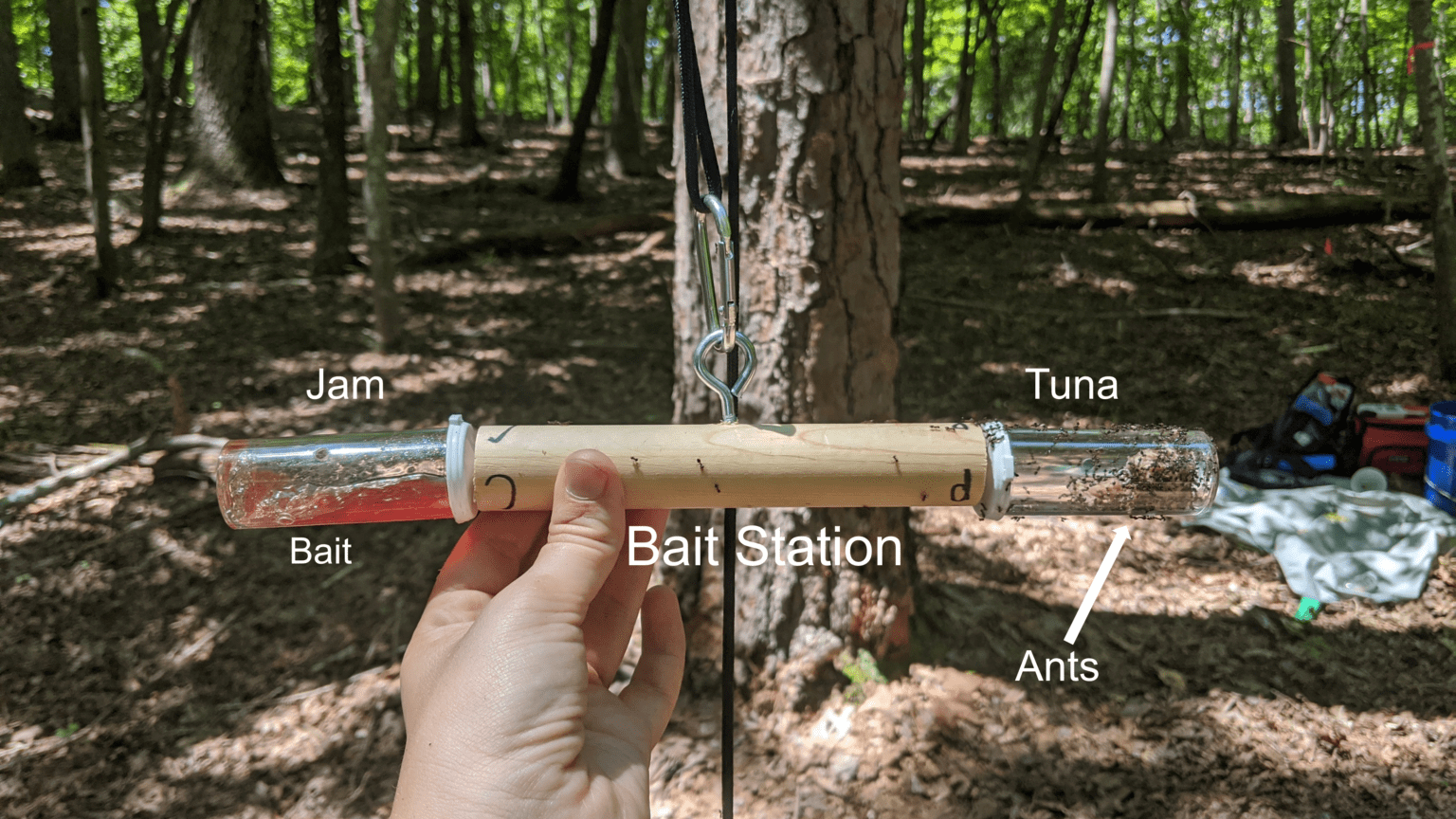Looking Up: NCWF Scholarship Winner Michelle Kirchner, Rare Ants, and ...