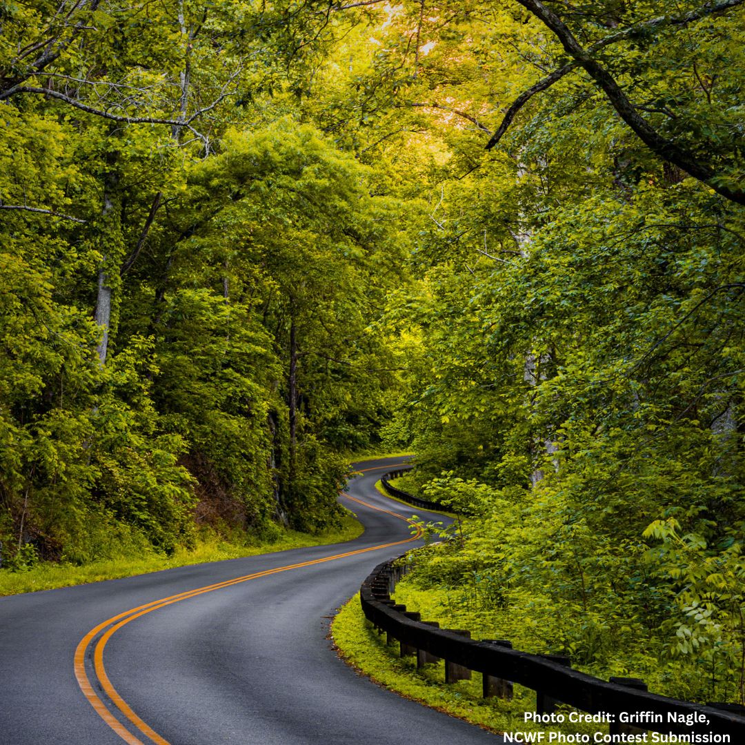 Wildlife in the Overstory: North Carolina Species in the Treetops ...
