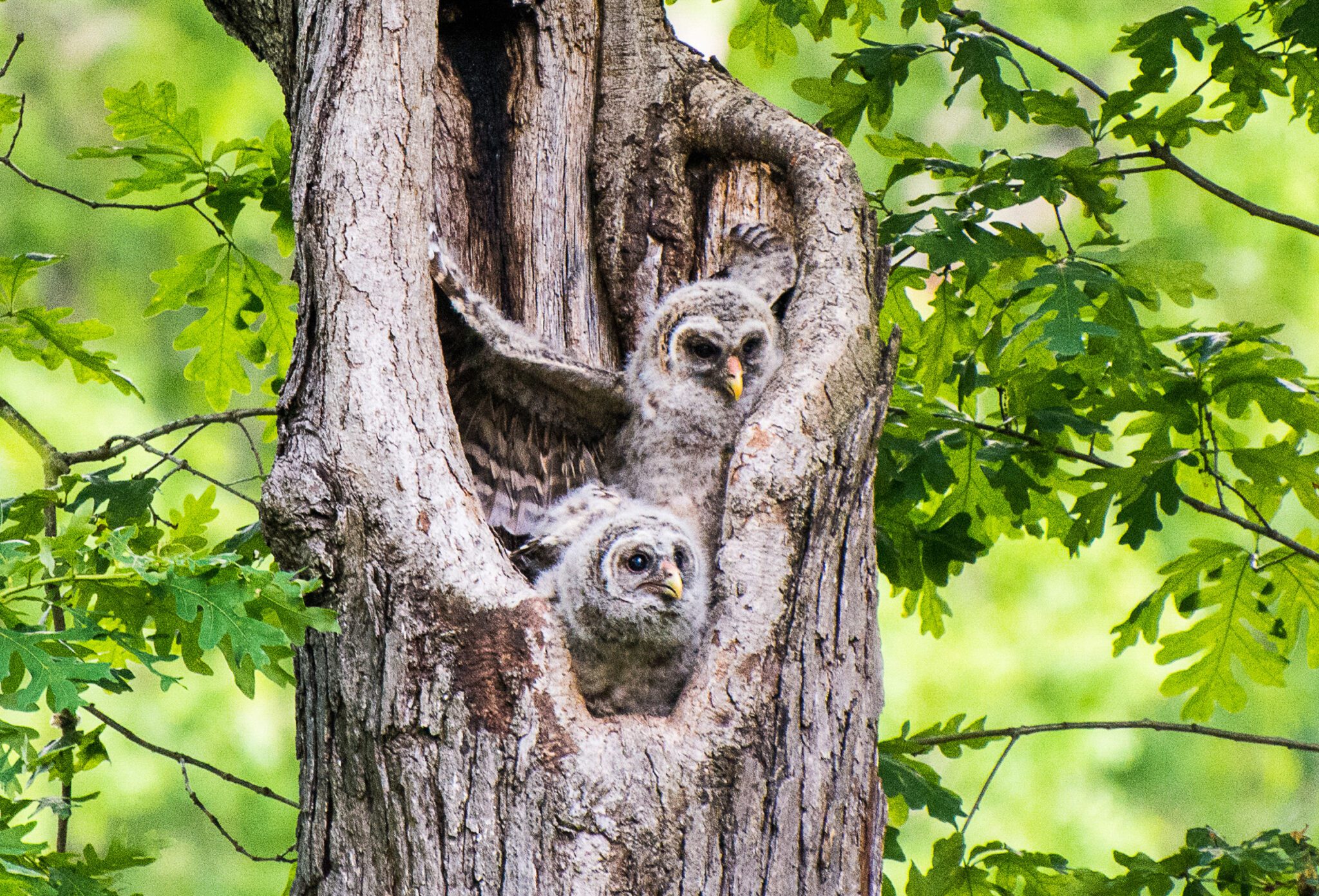 Forest Dynamics - On Wildlife and Ecological Succession - North ...