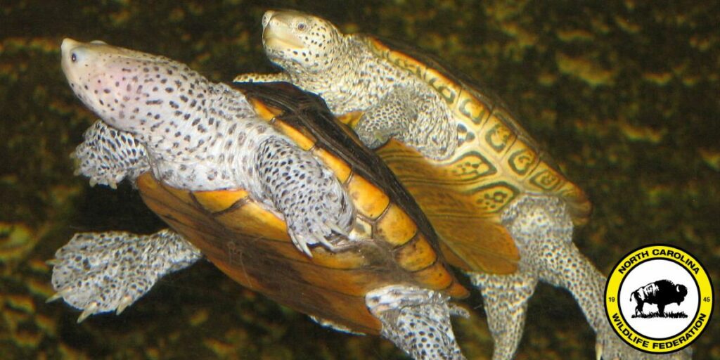 Diamondback Terrapin Turtles are Going to Pot. It’s Time for a Change ...