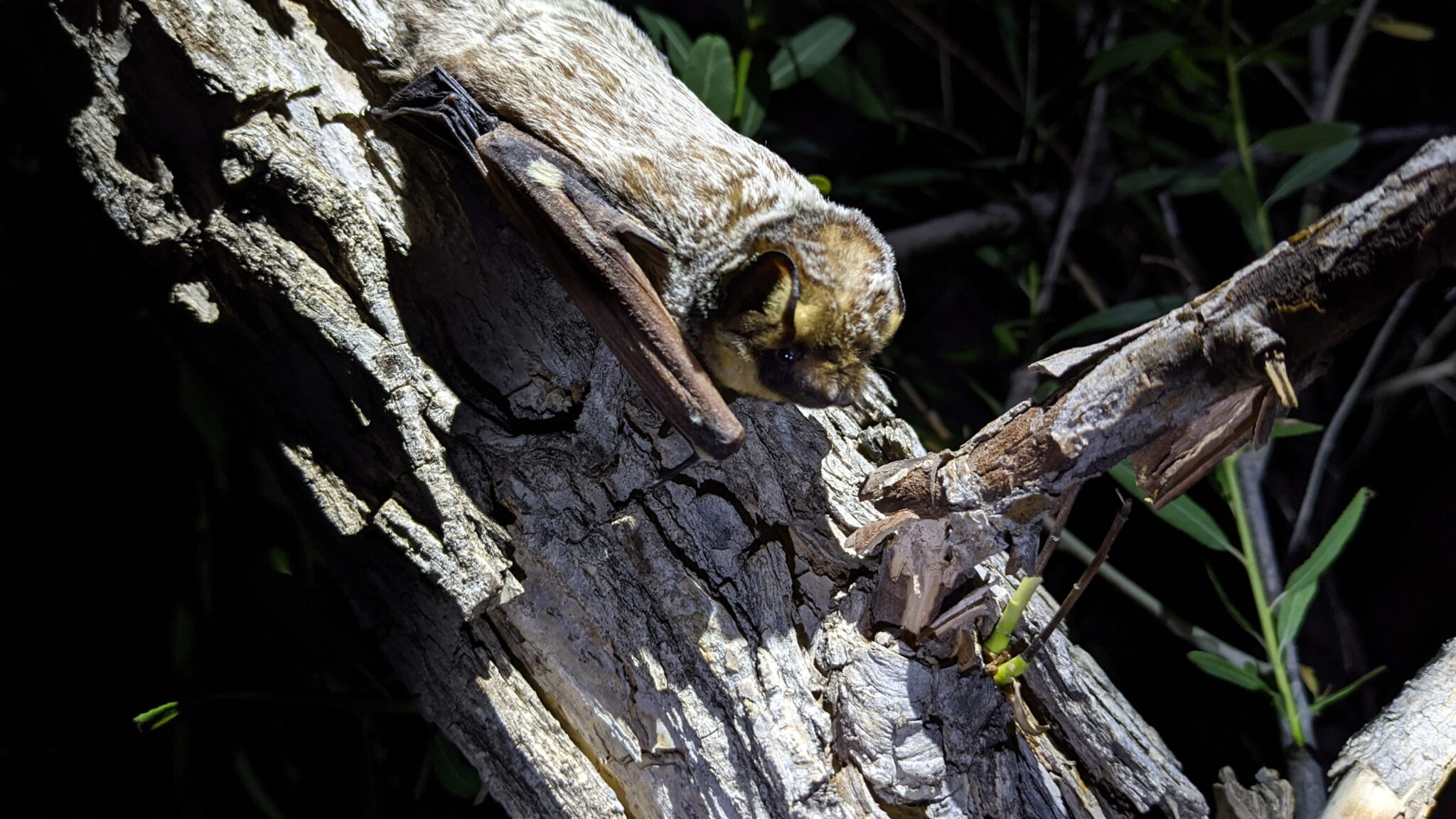 Batty about BATS - Exploring & Protecting North Carolina Bat Species ...