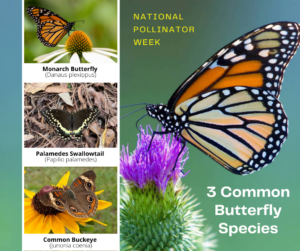 Learn About the Birds and the Bees (and Other Pollinators!) - North ...