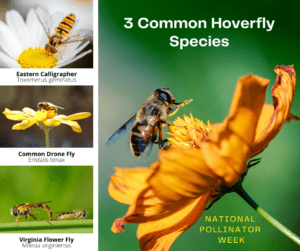 Learn About the Birds and the Bees (and Other Pollinators!) - North ...