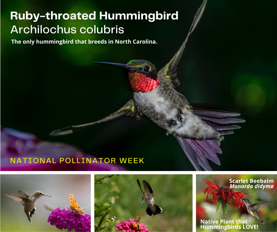 Learn About the Birds and the Bees (and Other Pollinators!) - North ...