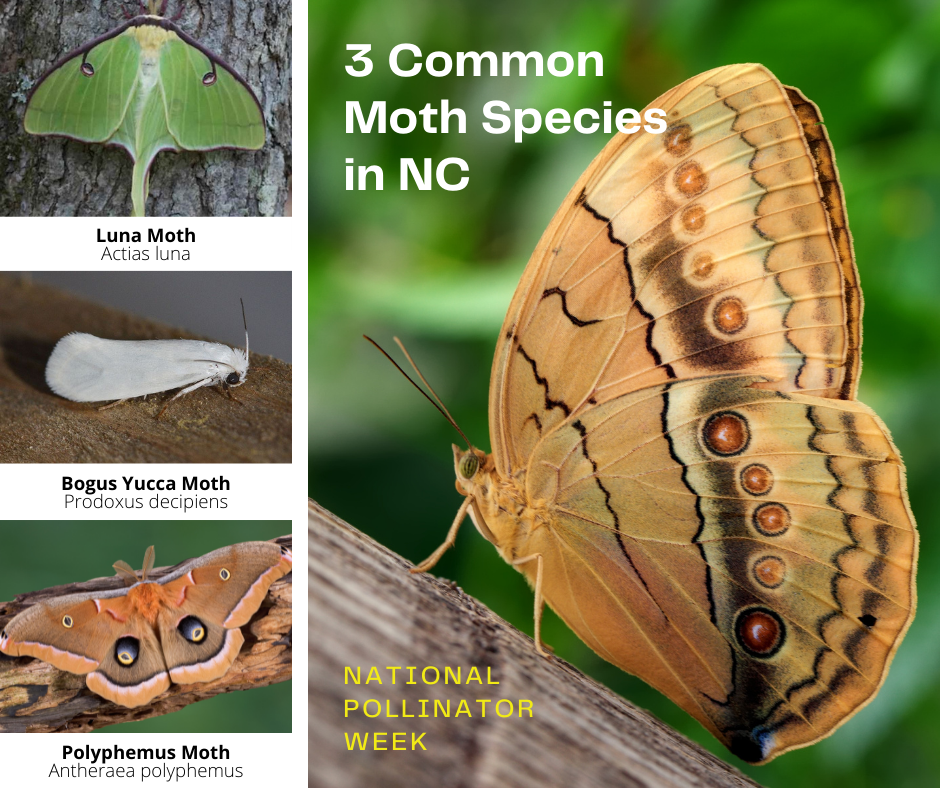 Learn About the Birds and the Bees (and Other Pollinators!) - North ...