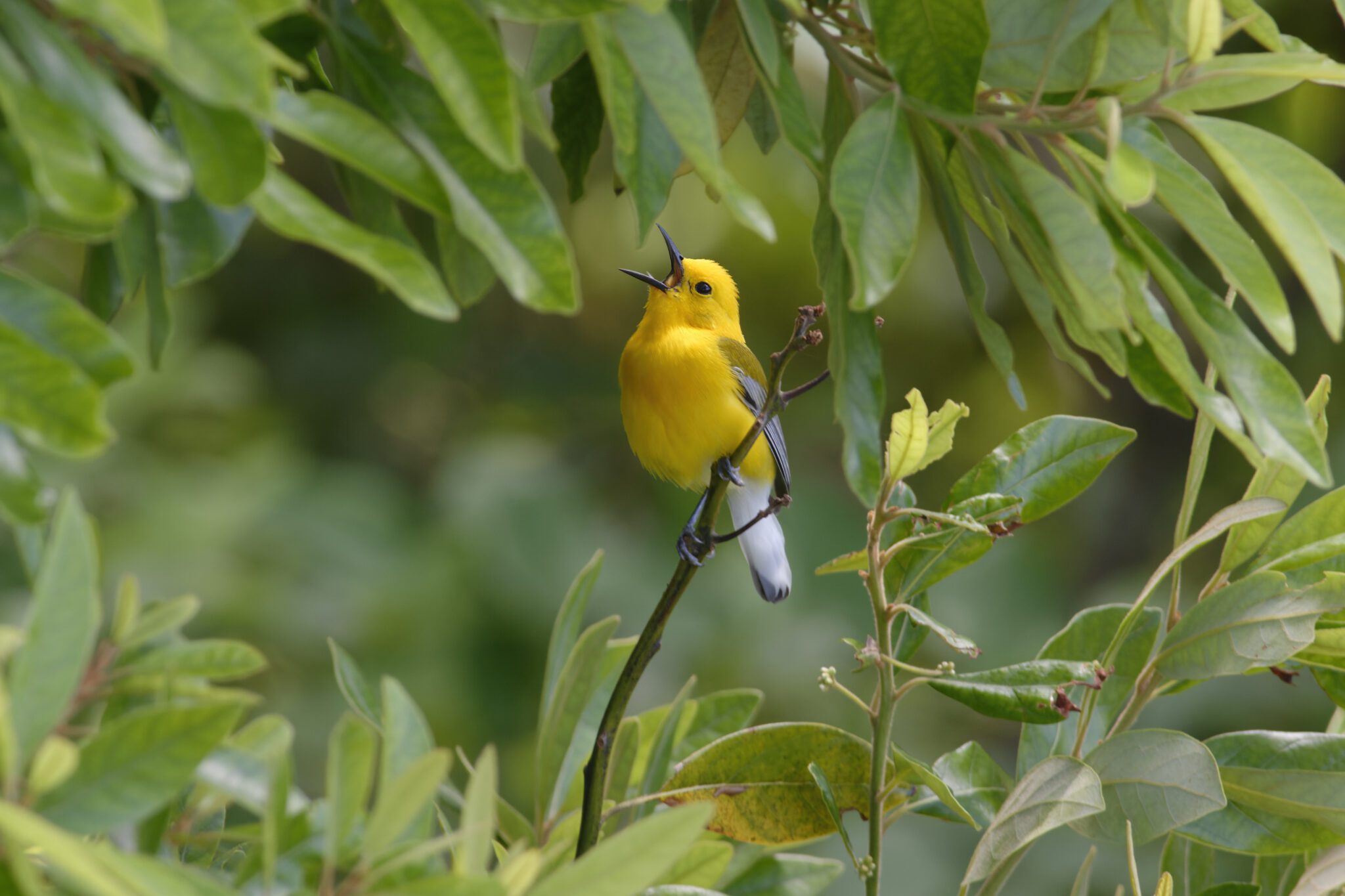 Forest Dynamics - On Wildlife and Ecological Succession - North ...