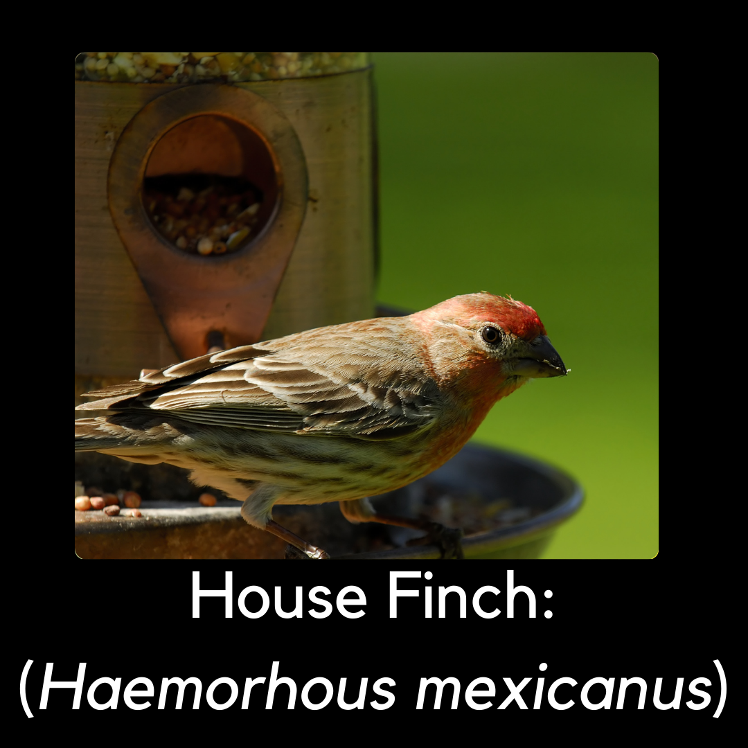 Wings of Change: Non-native and Invasive Bird Species in North Carolina ...