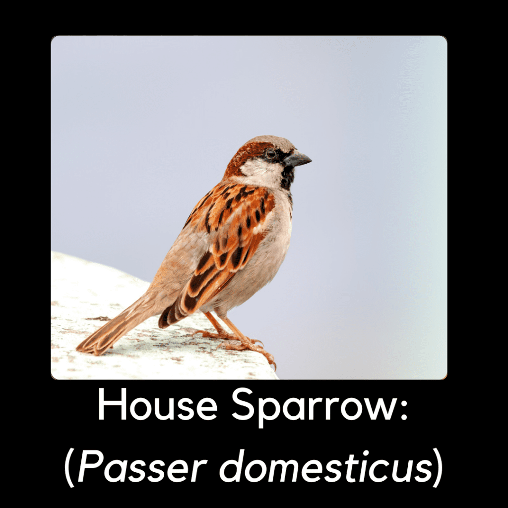 Wings of Change: Non-native and Invasive Bird Species in North Carolina ...