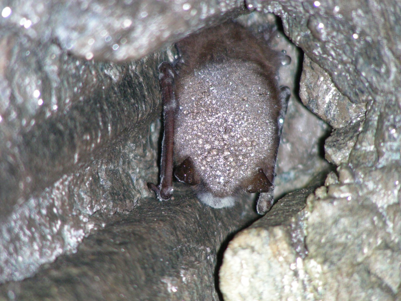 Batty about BATS - Exploring & Protecting North Carolina Bat Species ...