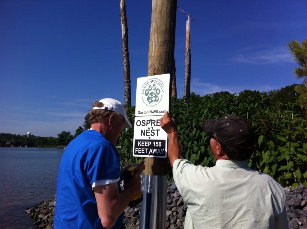 Birds of a Feather - Famous Ospreys Return to Lake Norman Nesting ...