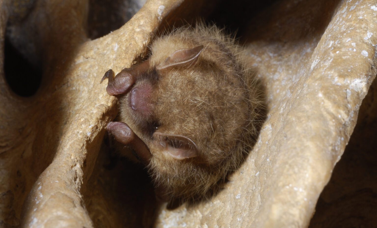 Batty about BATS - Exploring & Protecting North Carolina Bat Species ...