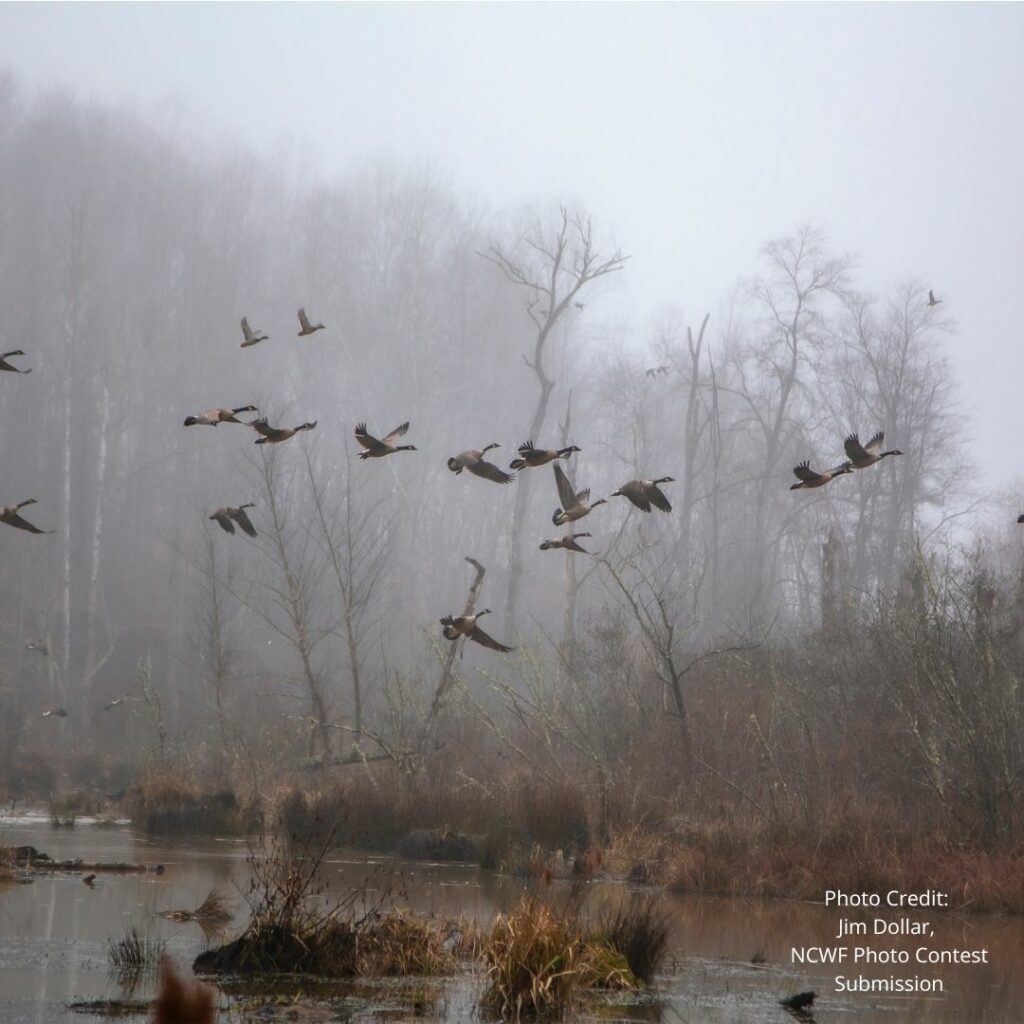 Fireworks Fallout: The Unseen Toll of Fireworks on Wildlife - North ...