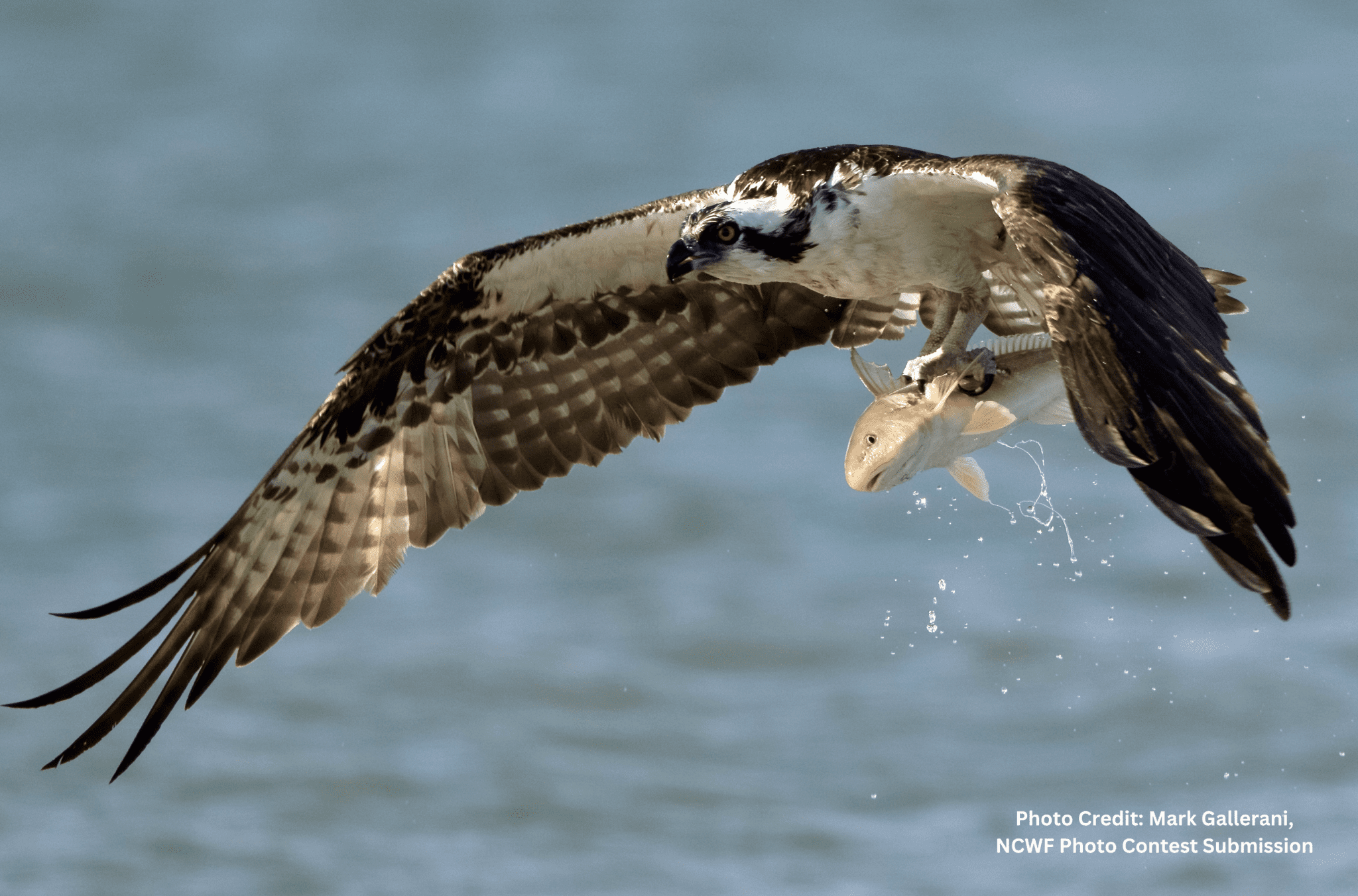 A Bird’s Eye View - Catch a Live View of Lake Norman’s Famous Ospreys ...