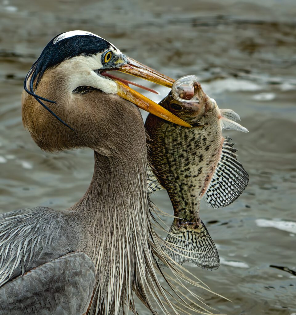 Silent Killers - 10 Pollutants That Pose Harm to Wildlife - North ...