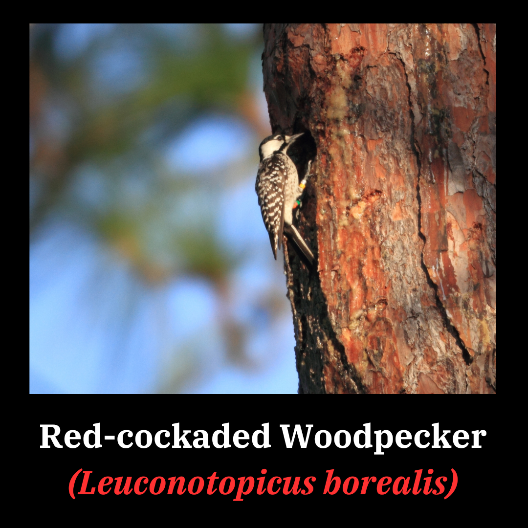 Hope for a Species: NCWF’s Work Protecting and Conserving Red-cockaded ...