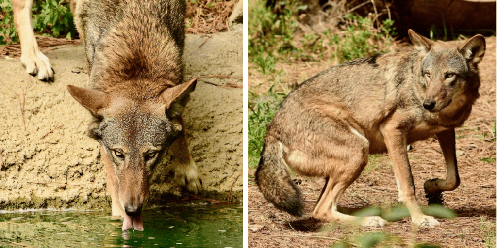 Red Wolf Center Welcomes Two New Residents - North Carolina Wildlife ...