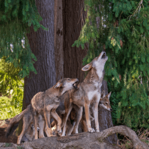 Conservation Conversations: Howling for Red Wolves - North Carolina ...