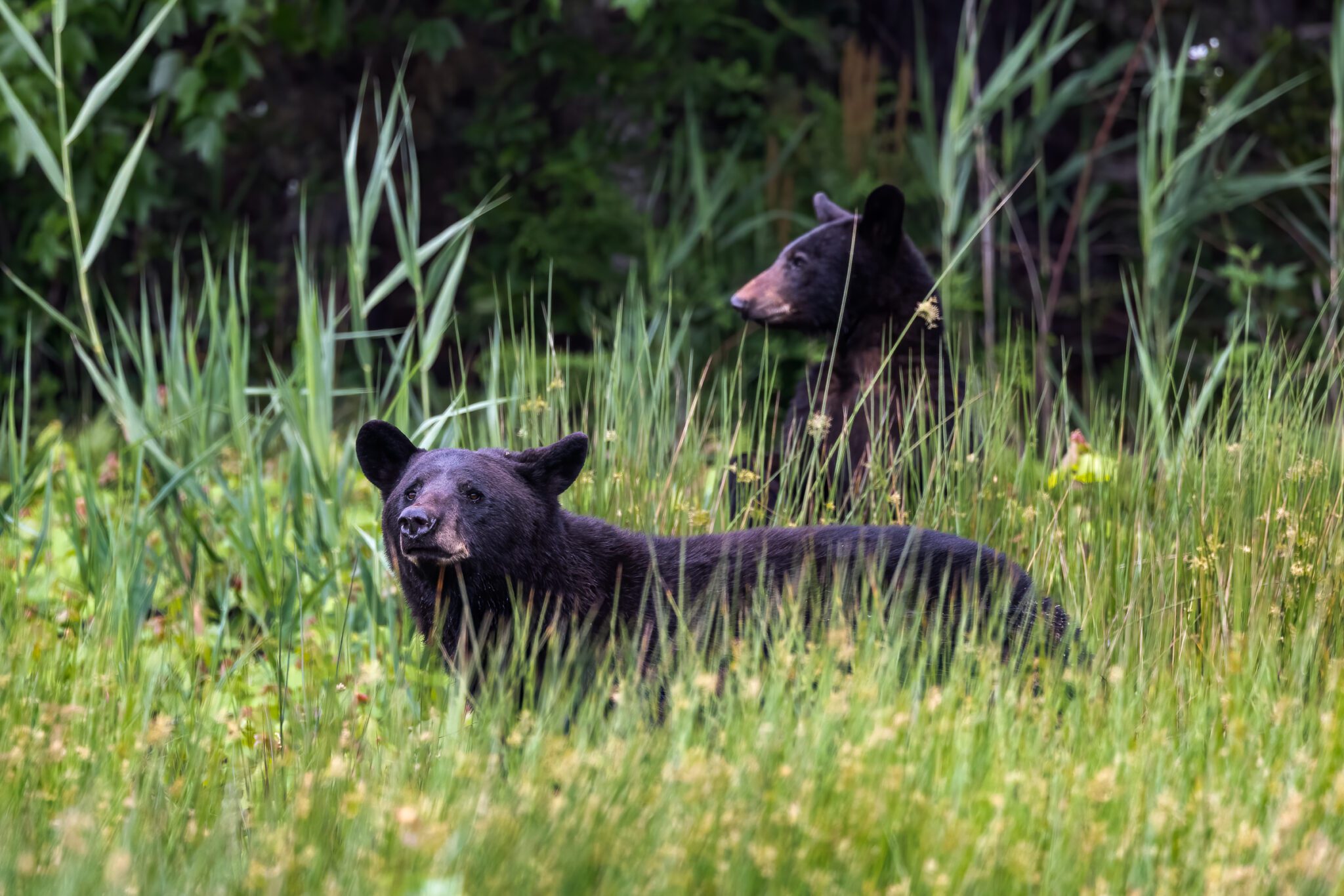 Family Matters - Explore North Carolina's Wildlife Family Units - North ...