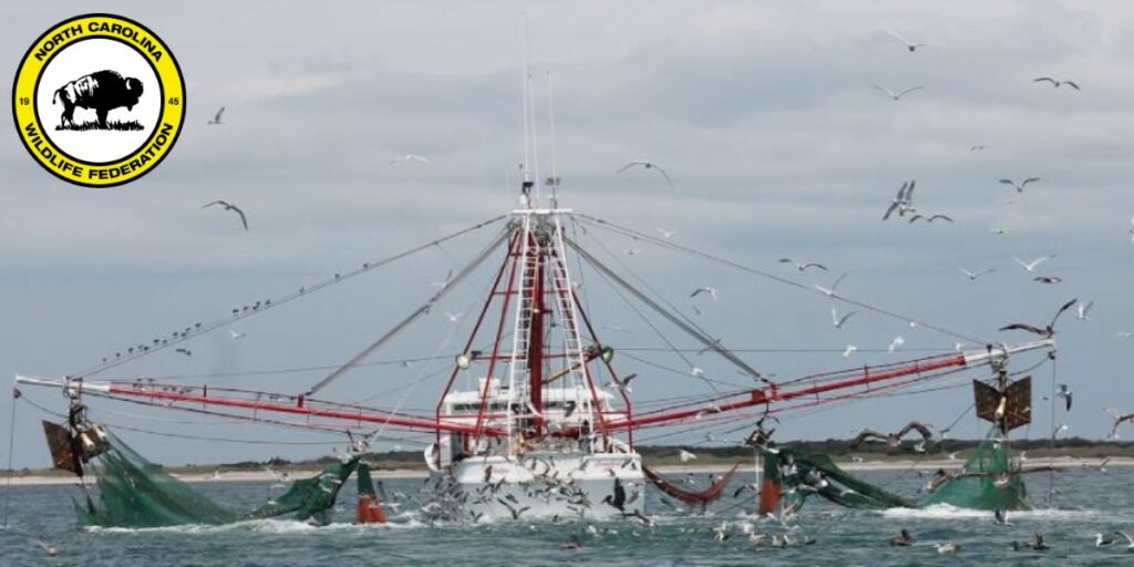 Shrimp Trawl Fishery Management Plan Defies Science, Fails Public Trust ...