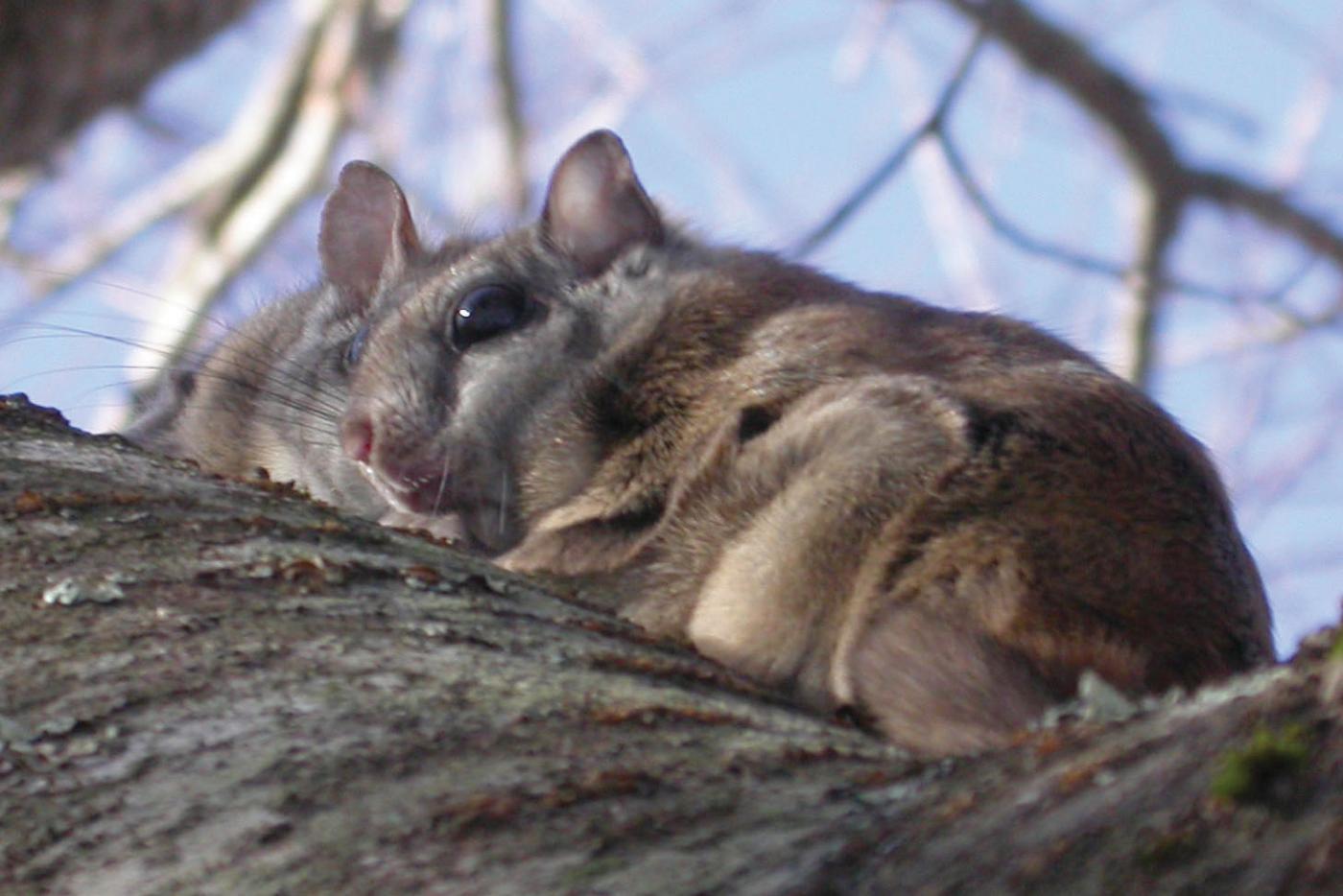 The North Carolina Mountains and Their Wildlife - North Carolina ...