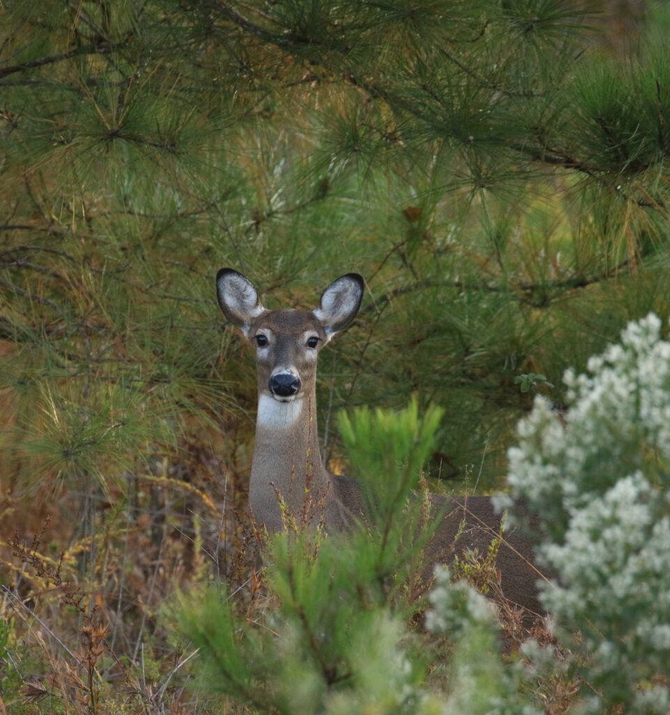 Forest Dynamics - On Wildlife and Ecological Succession - North ...