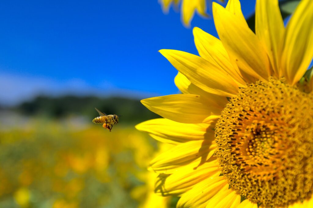 NCWF Announces 5th Annual Photo Contest Winners - North Carolina ...