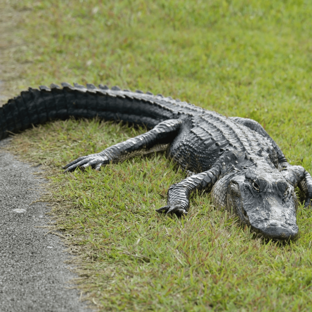 Sharing Space: How to Safely Navigate Snake and Alligator Territory ...