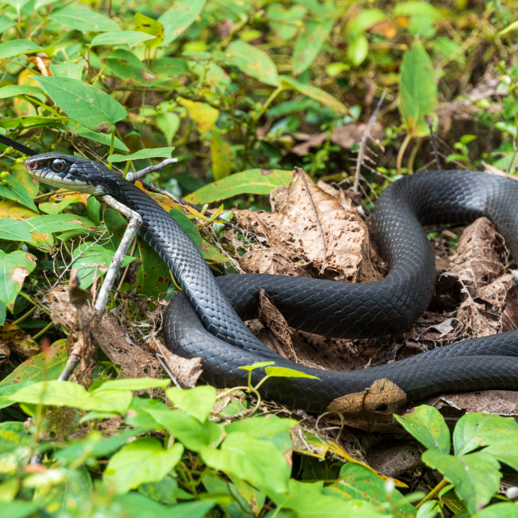 Sharing Space: How to Safely Navigate Snake and Alligator Territory ...