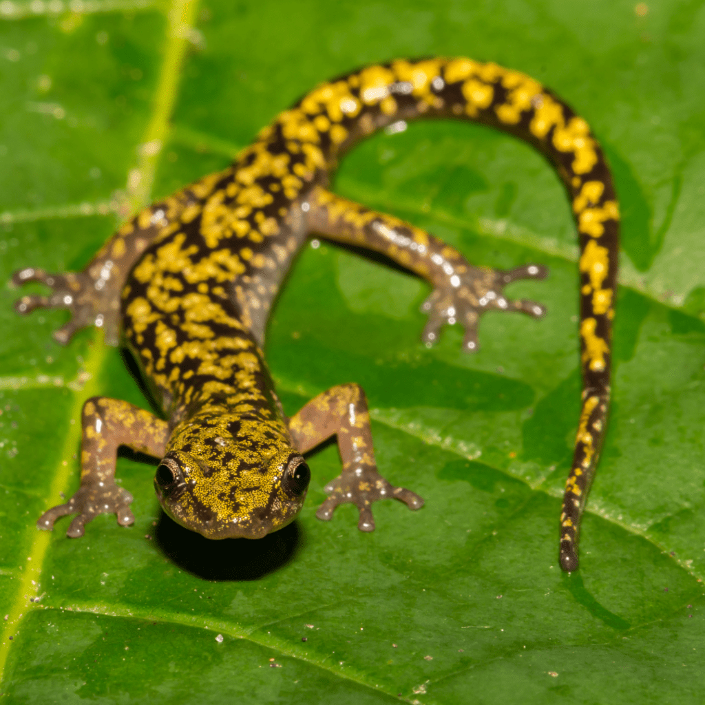 Hidden Wildlife: Getting to Know A Few of NC’s Most Elusive Wildlife ...
