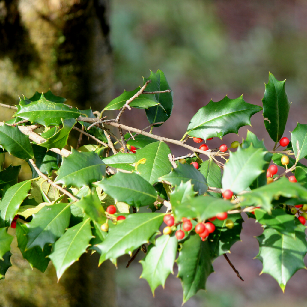 Backyard Basics - How to Identify Native Trees in Your Backyard - North ...