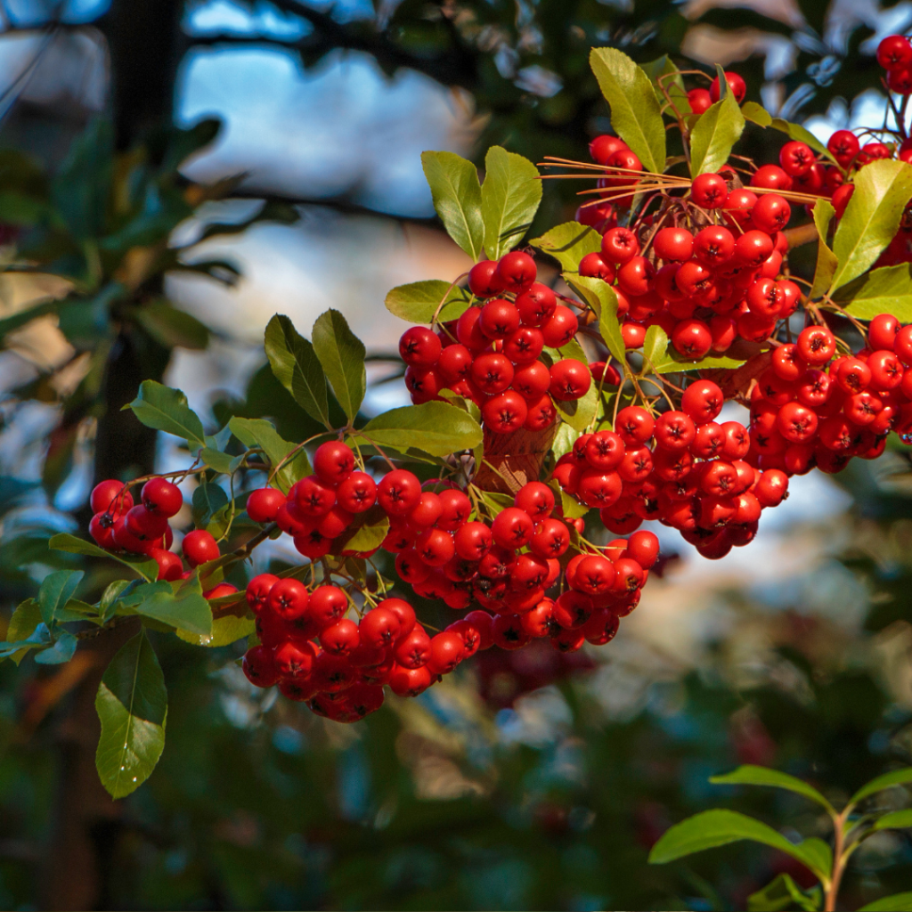 Backyard Basics - How to Identify Native Trees in Your Backyard - North ...