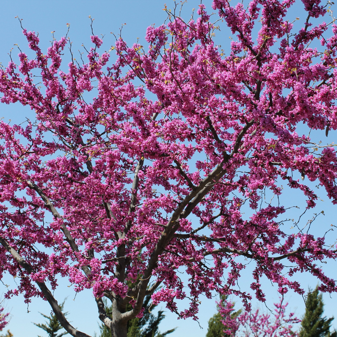 Backyard Basics - How to Identify Native Trees in Your Backyard - North ...
