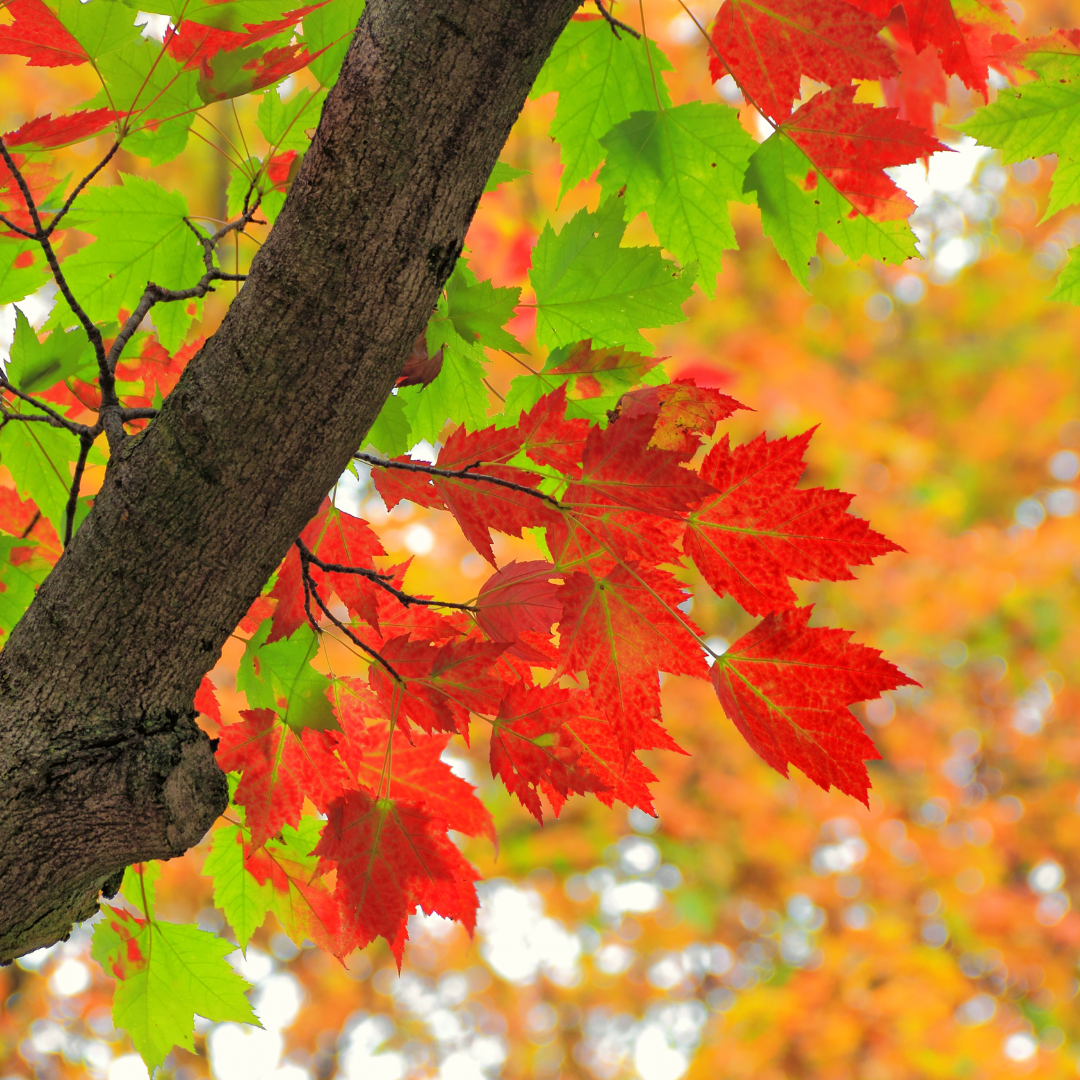 Backyard Basics - How to Identify Native Trees in Your Backyard - North ...