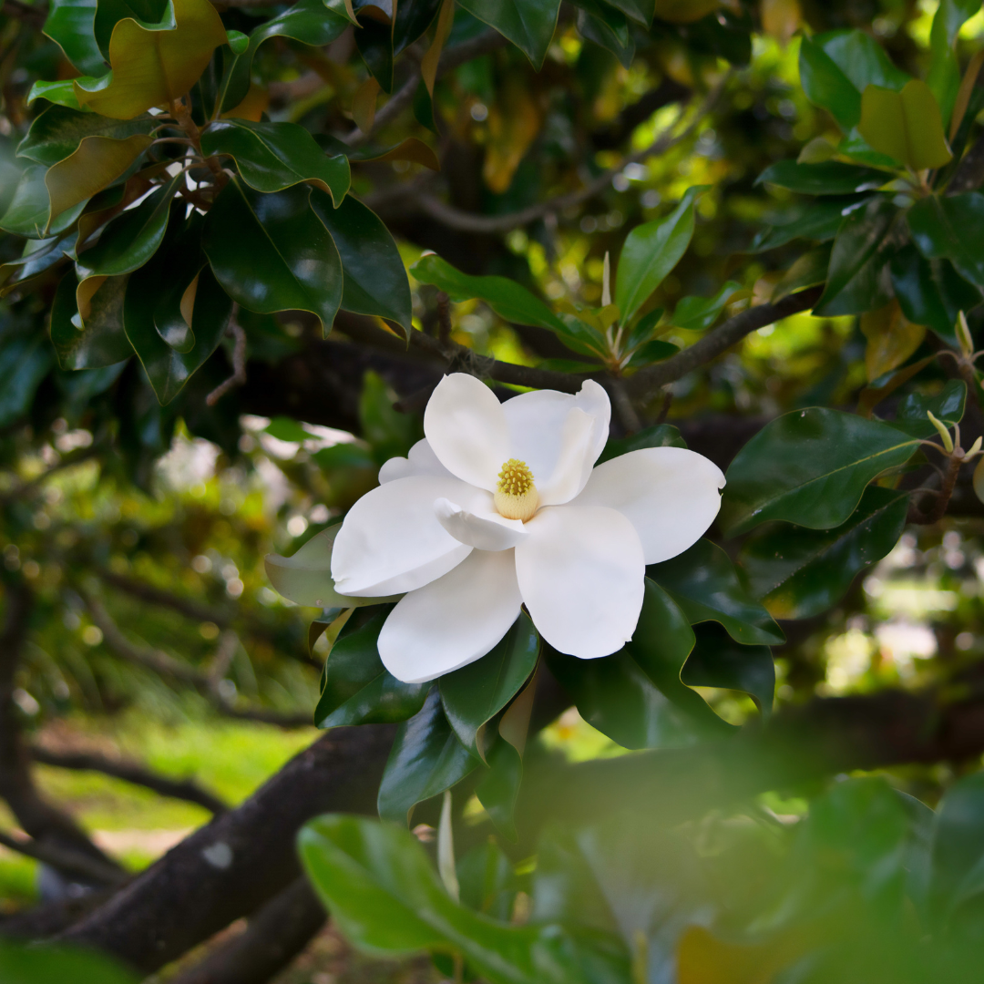 Backyard Basics - How to Identify Native Trees in Your Backyard - North ...