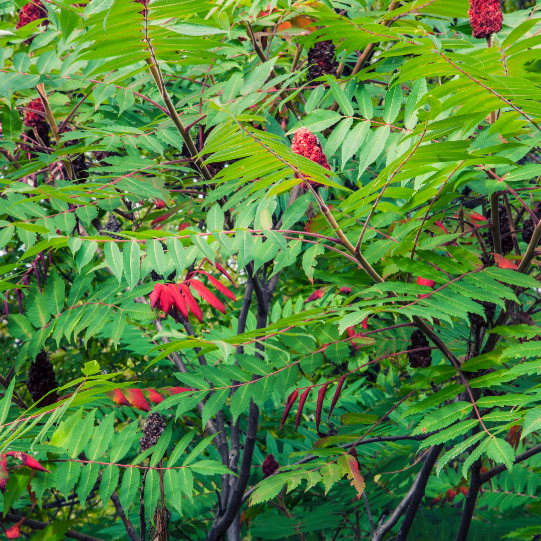 Backyard Basics - How to Identify Native Trees in Your Backyard - North ...