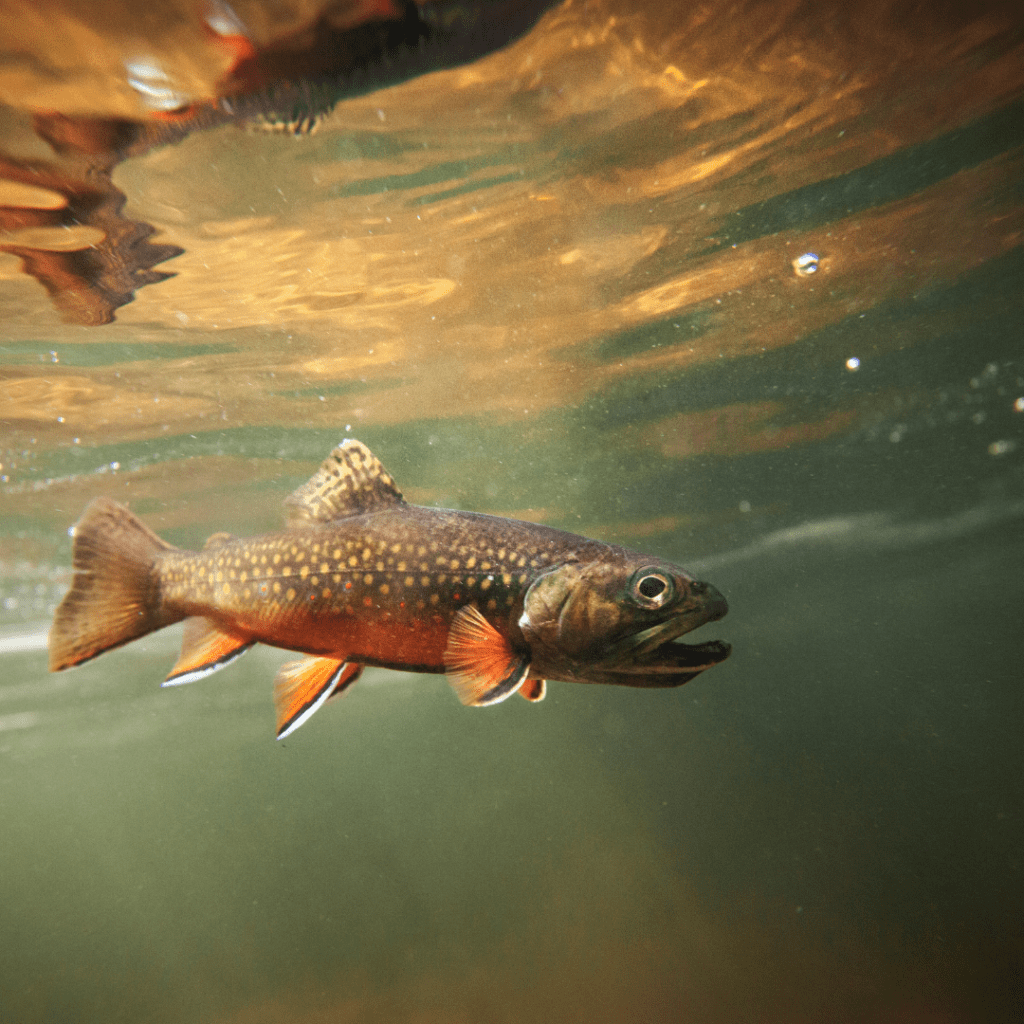 Blue Ridge Snorkel Trail: Experience the Underwater World of North ...