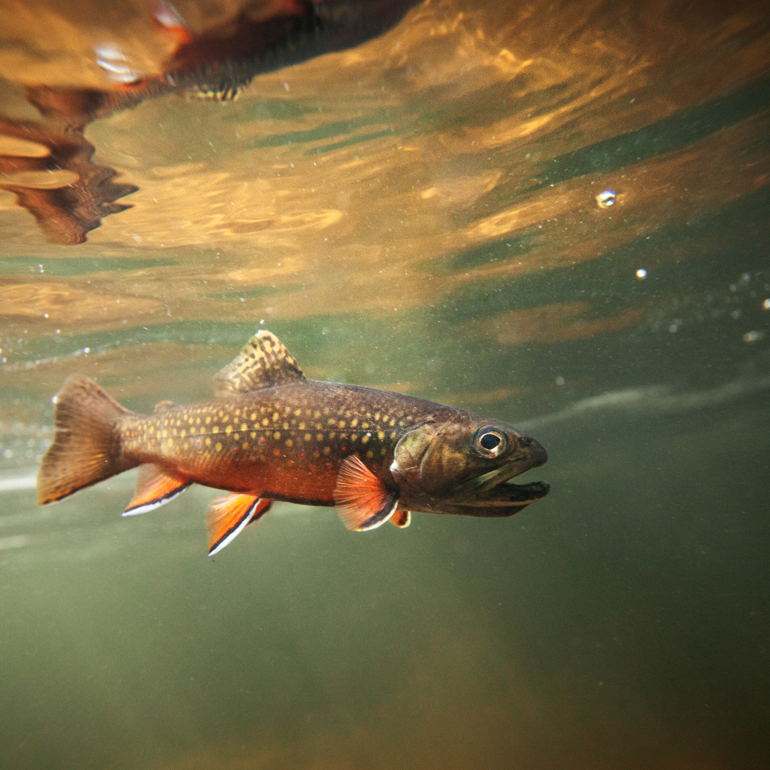 Blue Ridge Snorkel Trail: Experience the Underwater World of North ...