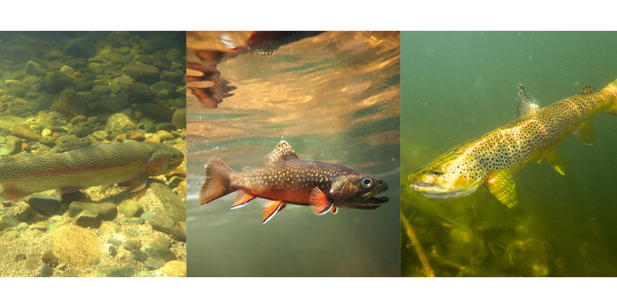 The Ins and Outs of NC Delayed Trout Harvest: NCWRC Announces June 1 ...