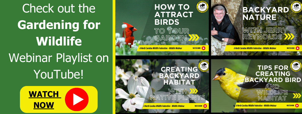 Wildflower Wonder: Plant Butterfly Highway Seeds for Pollinators and Wild Birds - North Carolina ...