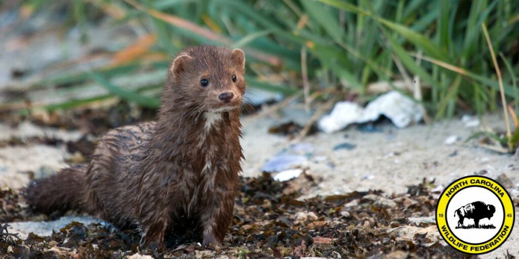 Wildlife Feature: American Minks - North Carolina Wildlife Federation