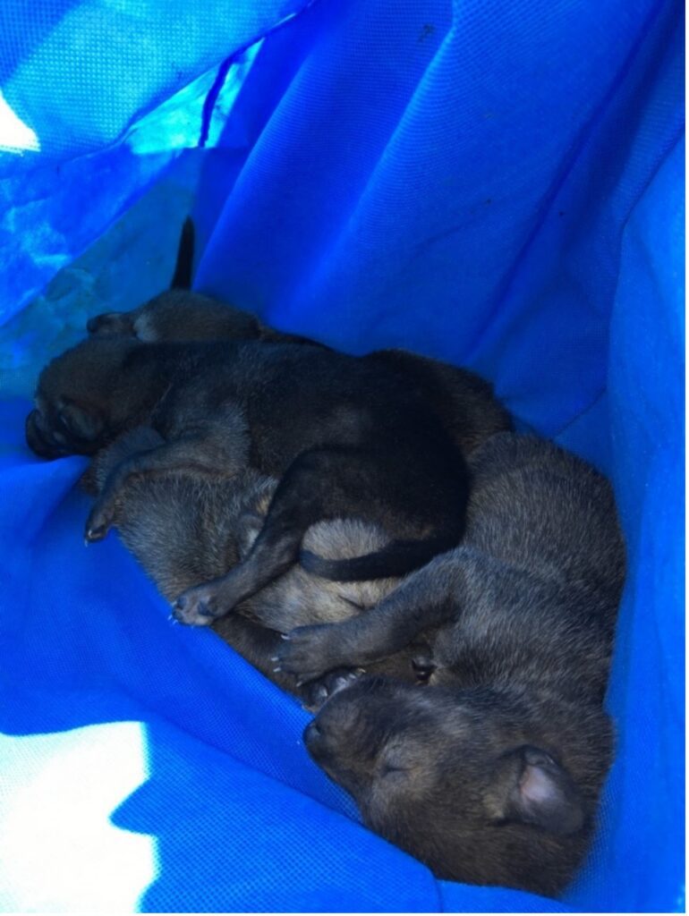 The Long Journey to Recovering Red Wolves - North Carolina Wildlife ...