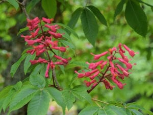 North Carolina Native Pollinator Shrubs - North Carolina Wildlife ...
