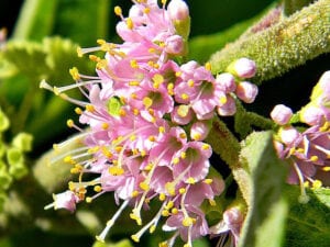 North Carolina Native Pollinator Shrubs - North Carolina Wildlife ...